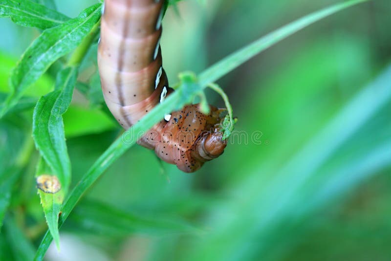 Pandorus Sphinx Moth Larva stock image. Image of morning - 43771937