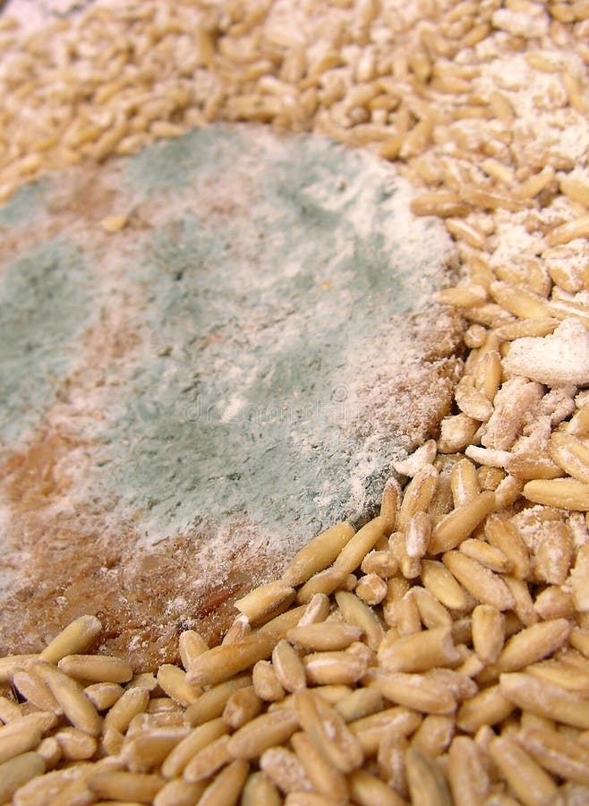 Muffa Sul Pane A Disposizione Fotografia Stock - Immagine di muffa ...