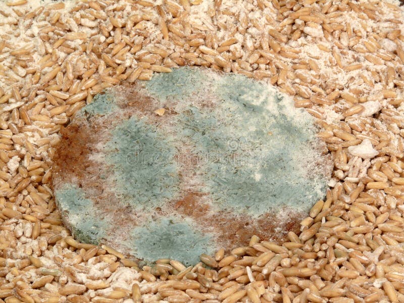 Esperimento Del Pane Della Muffa Fotografia Stock - Immagine di ...