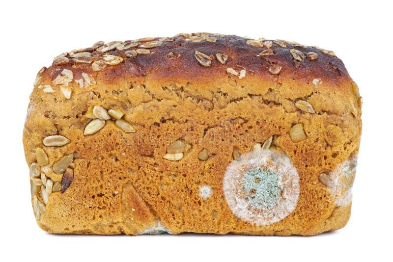 Muffa di pane fotografia stock. Immagine di fungo, spora - 49072756