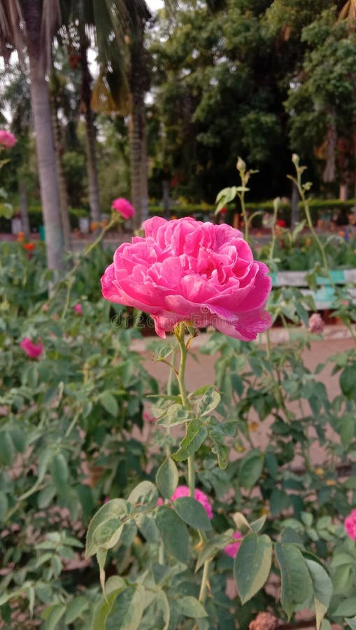 Paneer Rose Curry in All Its Glory Stock Image - Image of goodluck ...