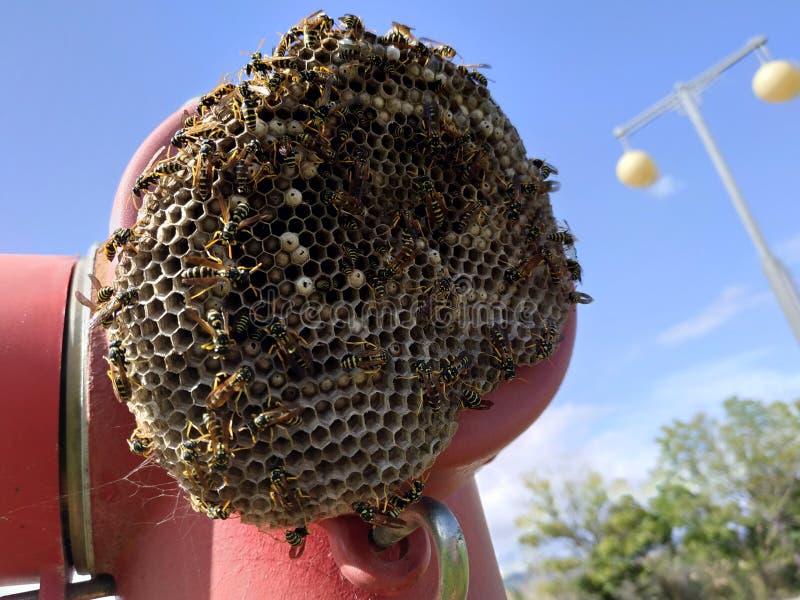 Panel of Bee, Honey, Bees, Cross of Bee Stock Image - Image of bees ...