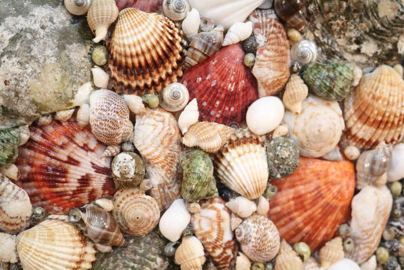 Panels of shells stock photo. Image of shell, pattern - 79280702