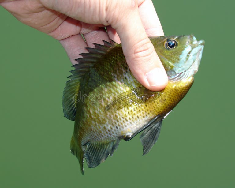 Panfish stock image. Image of water, release, swim, panfish - 838999