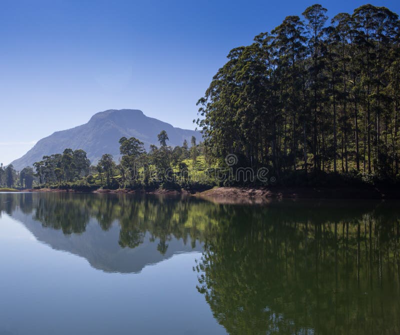 Pang Ung , Reflection of Pine Tree in a Lake Stock Photo - Image of ...