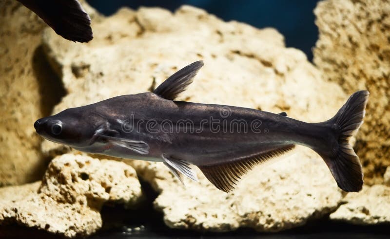 Panga Fish, Pterogymnus Laniarius Stock Image - Image of swimming ...