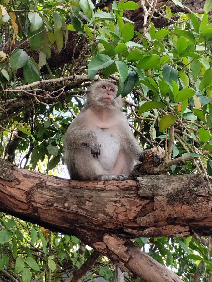 Pangandaran Beach White Monkey in the Tree Waiting for Food Stock Image ...