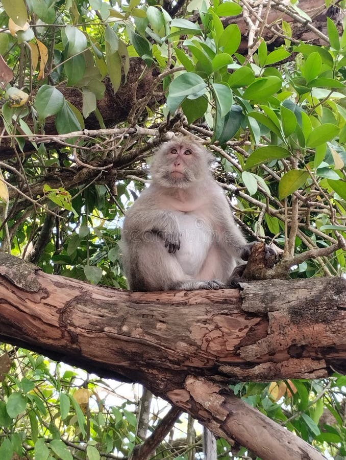 Pangandaran Beach White Monkey in the Tree Waiting for Food Stock Image ...