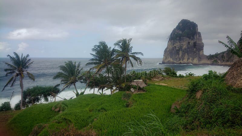 Pangasan beach, east java stock photo. Image of tree - 266908334