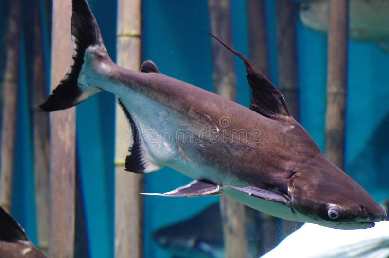 Pangasianodon Hypophthalmus in Aquarium Stock Photo - Image of fauna ...