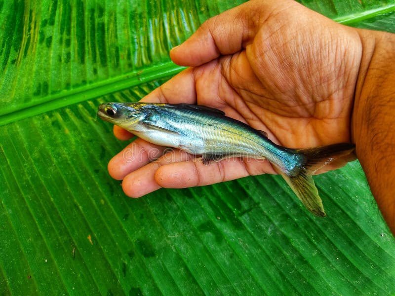 Pangasius Catfish Meat in Fish Market. Stock Image - Image of fish ...