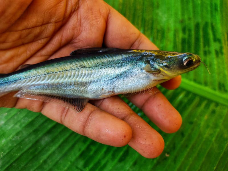 104 Pangasius Fishes Stock Photos - Free & Royalty-Free Stock Photos ...