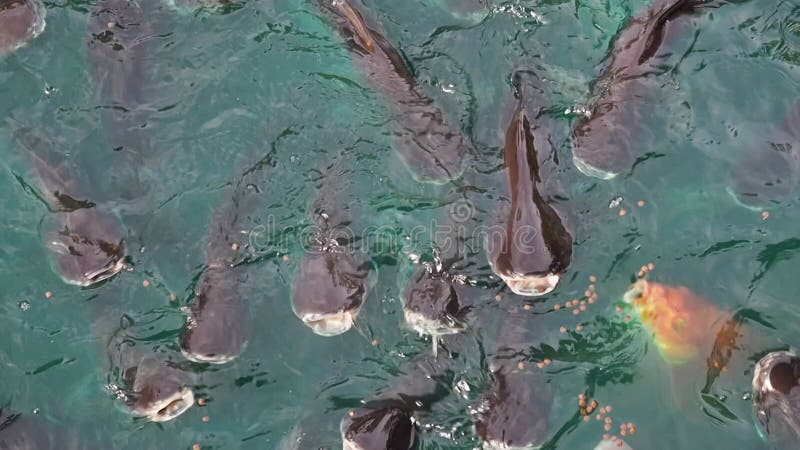 Pangasius Feeding in Turquoise Water. Slow Motion. Still Camera Stock ...