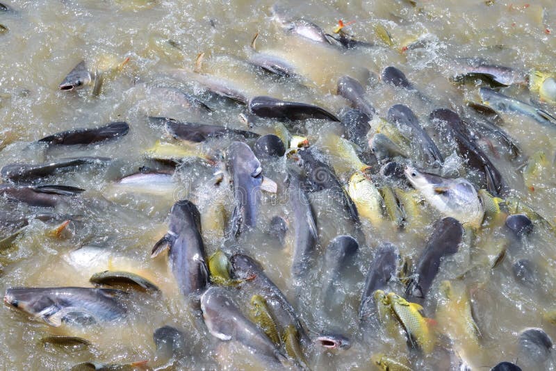 Pangasius fish and carp stock photo. Image of iridescent - 80216430