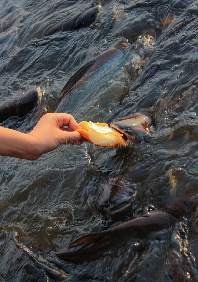 Pangasius Fish Eat the Bread Stock Photo - Image of donors, measure ...
