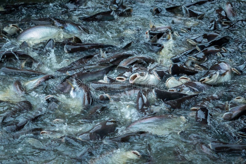 The group pangasius fish. stock image. Image of iridescent - 54315361