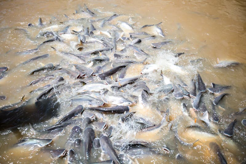 Pangasius fish stock image. Image of river, life, outdoor - 103856225