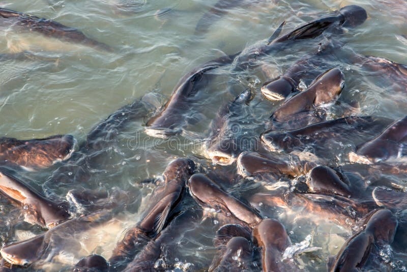 Pangasius stock image. Image of splash, fish, pond, pangasiidae - 60811317