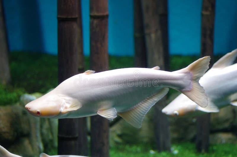 Pangasius Pangasianodon Hypophthalmus, a Freshwater Fish Belonging To ...