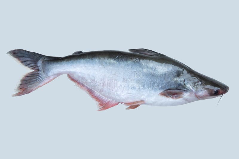Pangasius, Pangas Catfish Fresh Water Fish Stock Photo - Image of ...