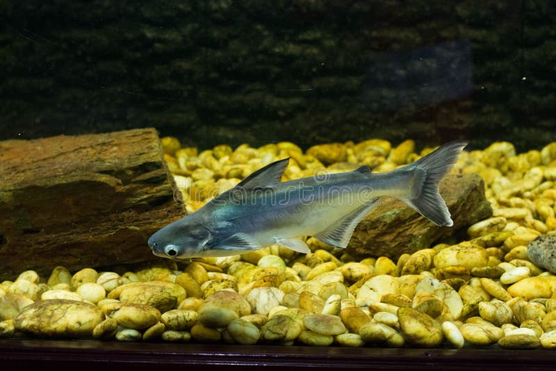 Hypophthalmus De Pangasius De Poissons Photo stock - Image du nature ...