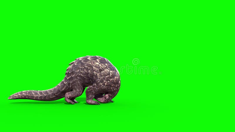 Pangolin Attacks Green Screen Side 3D Rendering Animation 4K Stock ... Pangolin Attacks Green Screen Side 3D Rendering Animation 4K Stock ...