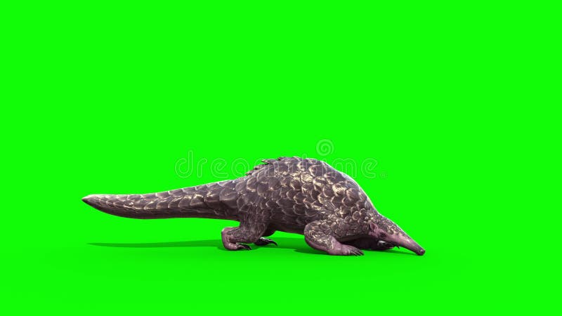 Pangolin Attacks Green Screen Side Loop 3D Rendering Animation 4K Stock ... Pangolin Attacks Green Screen Side Loop 3D Rendering Animation 4K Stock ...