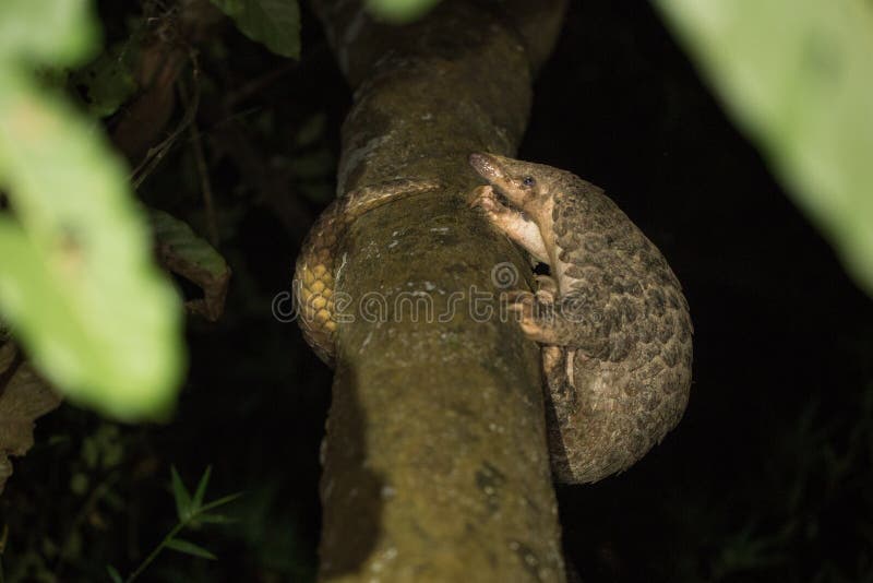 Pangolin climbing stock photo. Image of jungle, amphibian - 246520858