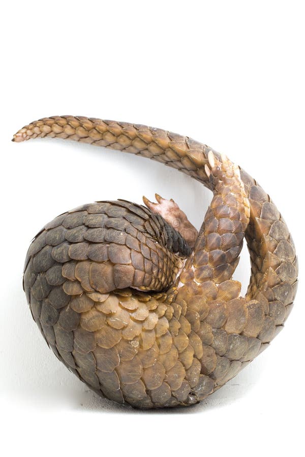 Tree Pangolin (Manis Tricuspis) Stock Photo - Image of tricuspis ...