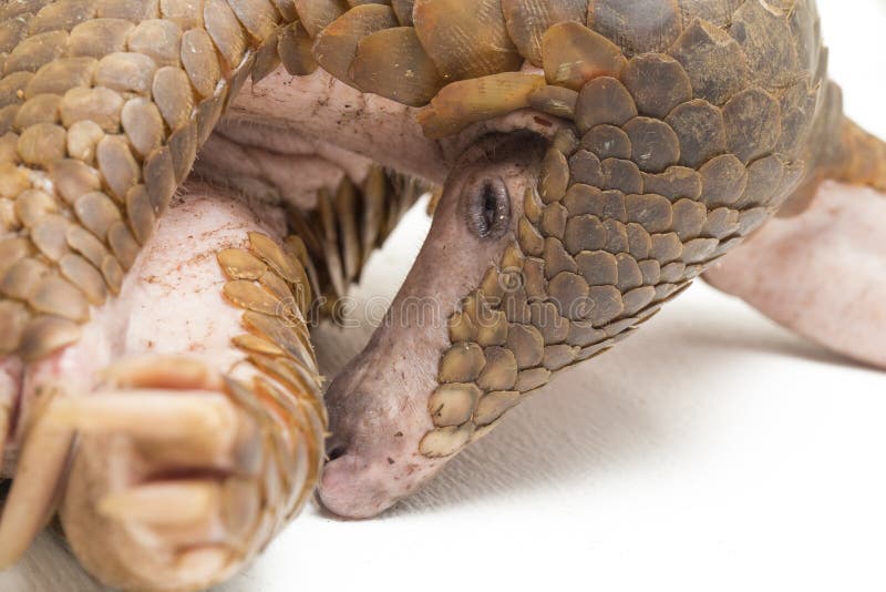 Pangolin Manis Javanica on White Stock Image - Image of medicine, javan ...