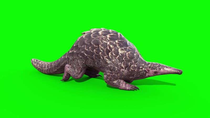 Pangolin Runcycle Green Screen Loop 3D Rendering Animation 4K Stock ... Pangolin Runcycle Green Screen Loop 3D Rendering Animation 4K Stock ...