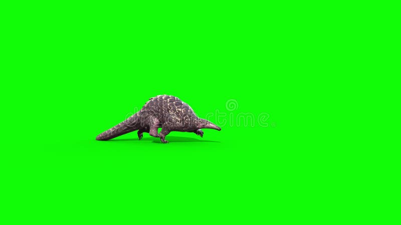 Pangolin Runs Green Screen Side 3D Rendering Animation 4K Stock Footage ... Pangolin Runs Green Screen Side 3D Rendering Animation 4K Stock Footage ...