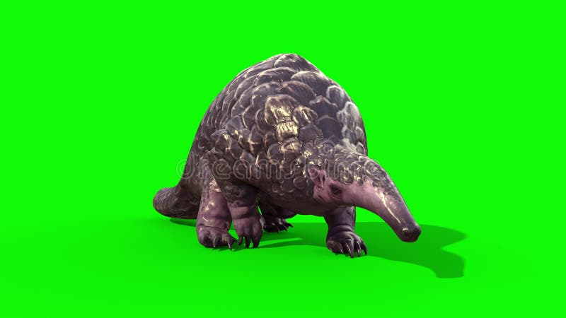 Pangolin Walkcycle Green Screen Loop 3D Rendering Animation 4K Stock ... Pangolin Walkcycle Green Screen Loop 3D Rendering Animation 4K Stock ...