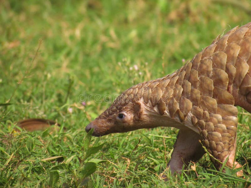 Pangolino indiano immagine stock. Immagine di anteiera - 95630765