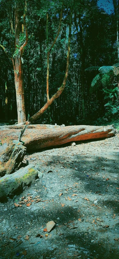 Pangrango mountains forest stock image. Image of tree - 276294313