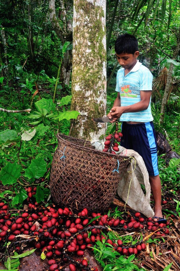Panguana - Peru imagem editorial. Imagem de fruta, cultura - 41392515
