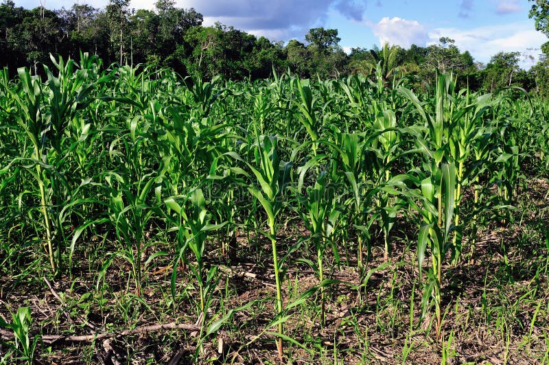 Panguana - Peru stock image. Image of collectors, culture - 42604995