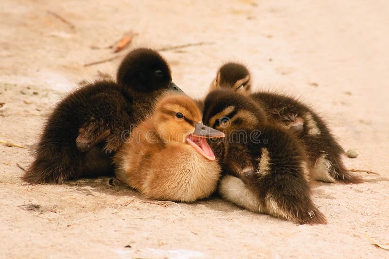 Panic stock photo. Image of duckling, bird, safety, afraid - 17074972