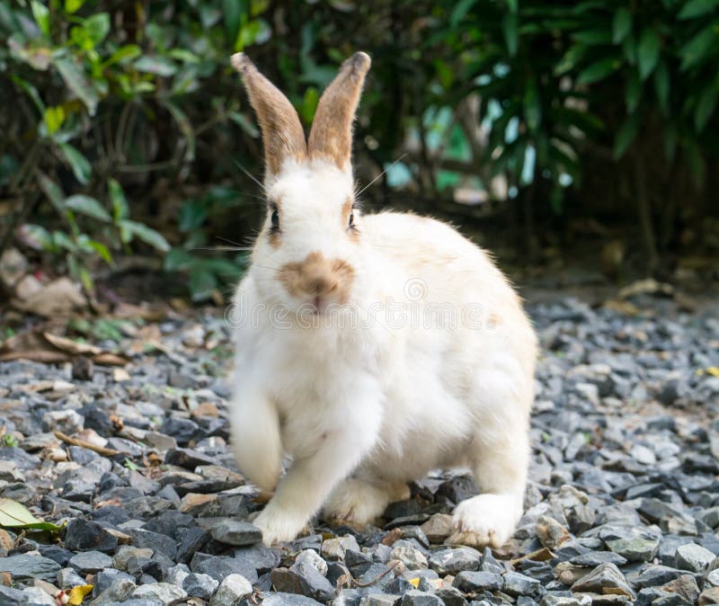Wild Rabbit Jump Stock Photos - Download 167 Royalty Free Photos