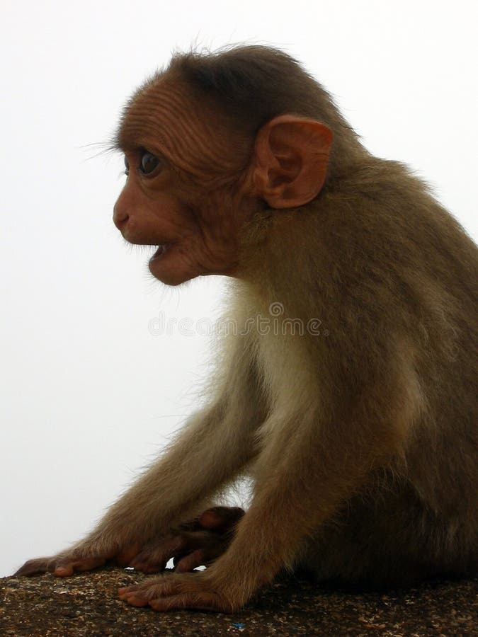 Panicked stock image. Image of innocence, amaze, hands - 1290447