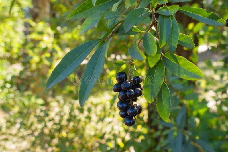 Panicle of Black Berries of Privet in October Stock Photo - Image of ...