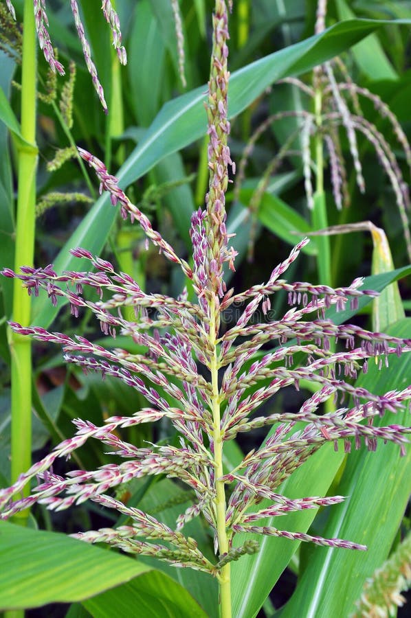 Panicle of Corn Blooms in a Field Stock Image - Image of panicle, field ...