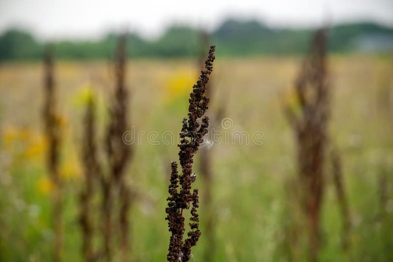 Panicle of Dried Grass in the Field Stock Photo - Image of decorative ...