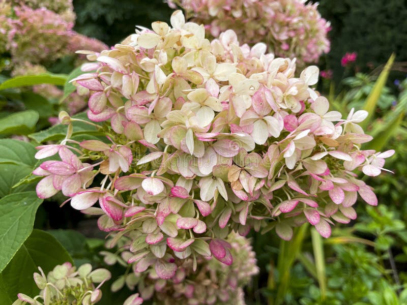 Hydrangea, Panicle Hydrangea, in Shades of White and Pink Stock Image ...