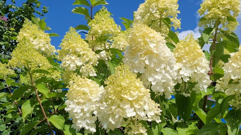 Panicle Hydrangea Polar Bear Swaying in the Wind Stock Video - Video of ...