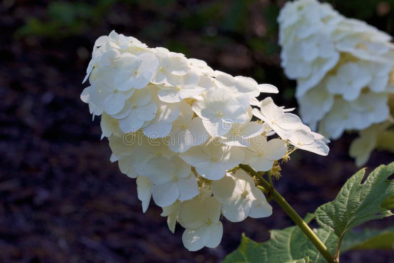 854 Panicle Hydrangea Stock Photos - Free & Royalty-Free Stock Photos ...