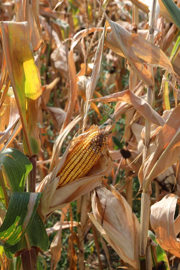 Big Ripe Panicle of Maize Also Called Corn Cob Stock Photo - Image of ... Big Ripe Panicle of Maize Also Called Corn Cob Stock Photo - Image of ...