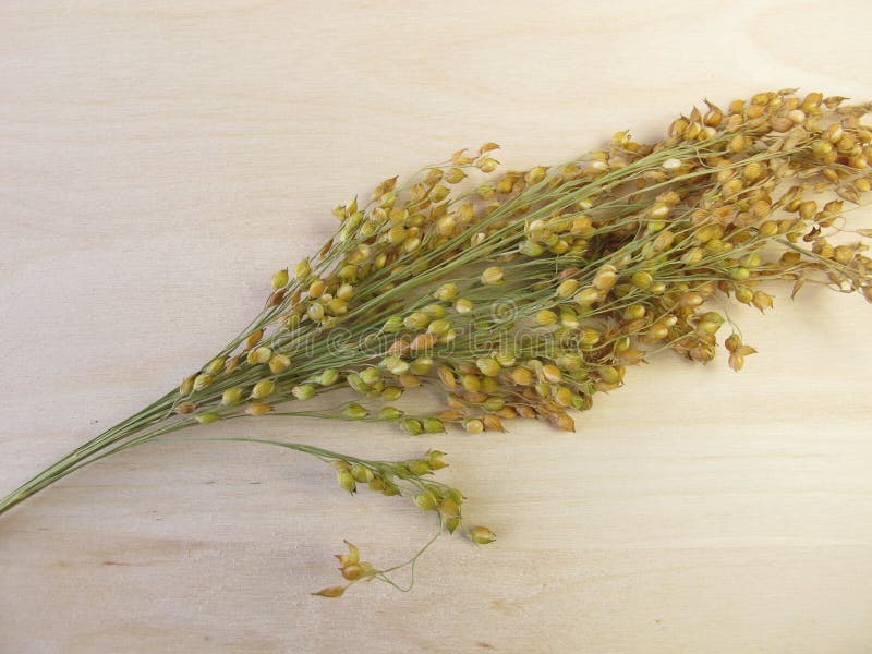 Panicle Millet, Millet Grains and Rolled Millet Stock Image - Image of ...