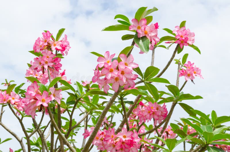 Panicle of Pink Desert Rose Stock Image - Image of outdoor, petal: 41518613