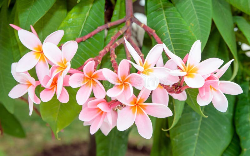 Panicle Pink Plumeria Flowers Stock Photo - Image of greeting, beauty ...